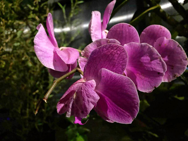 Menikmati Ratusan Anggrek Langka di Rumah Anggrek Orchid Forest Cikole